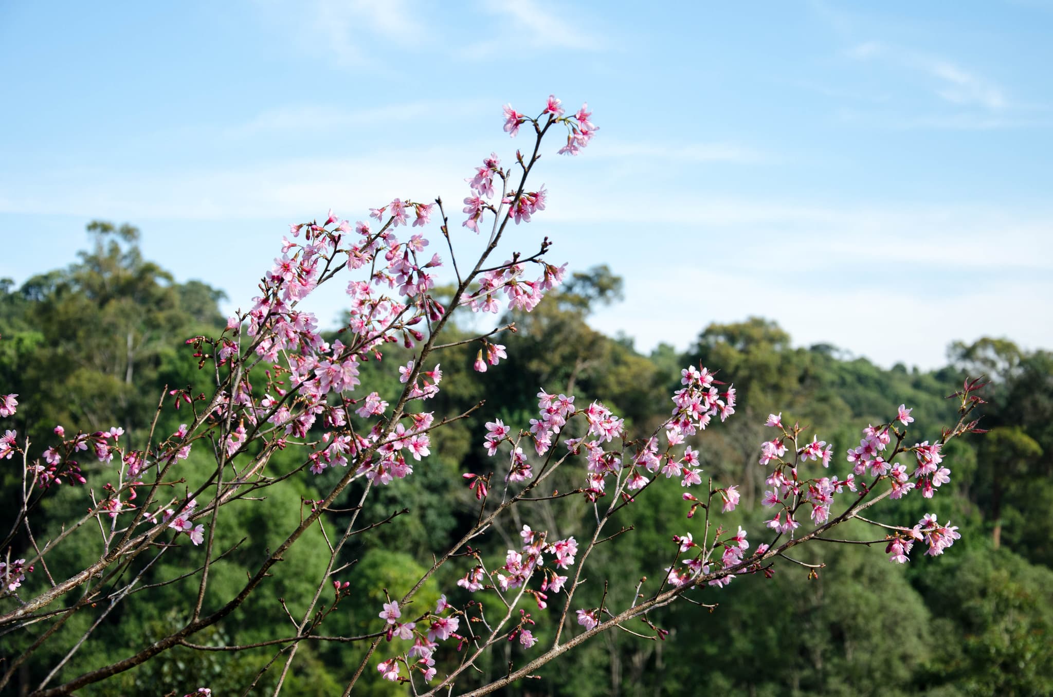 Samoeng Loop and Mae Sa Valley: A day trip outside of Chiang Mai | The ...