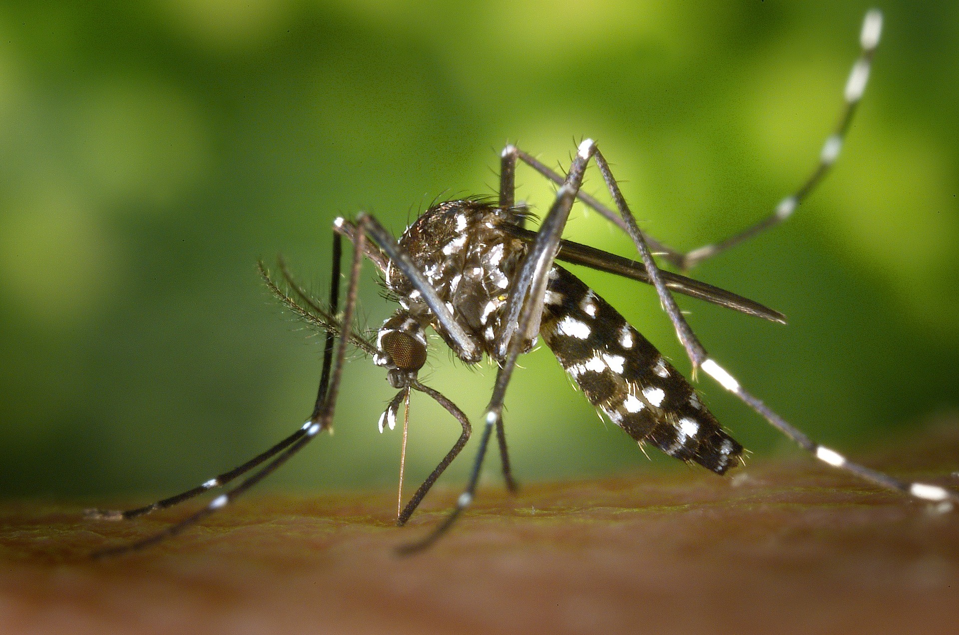 Malaria in Southeast Asia: Should you take anti-malarials on your ...